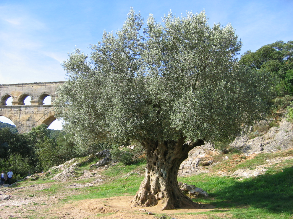 Solve Old olive tree near the Pont-du-Gard, France jigsaw puzzle online ...