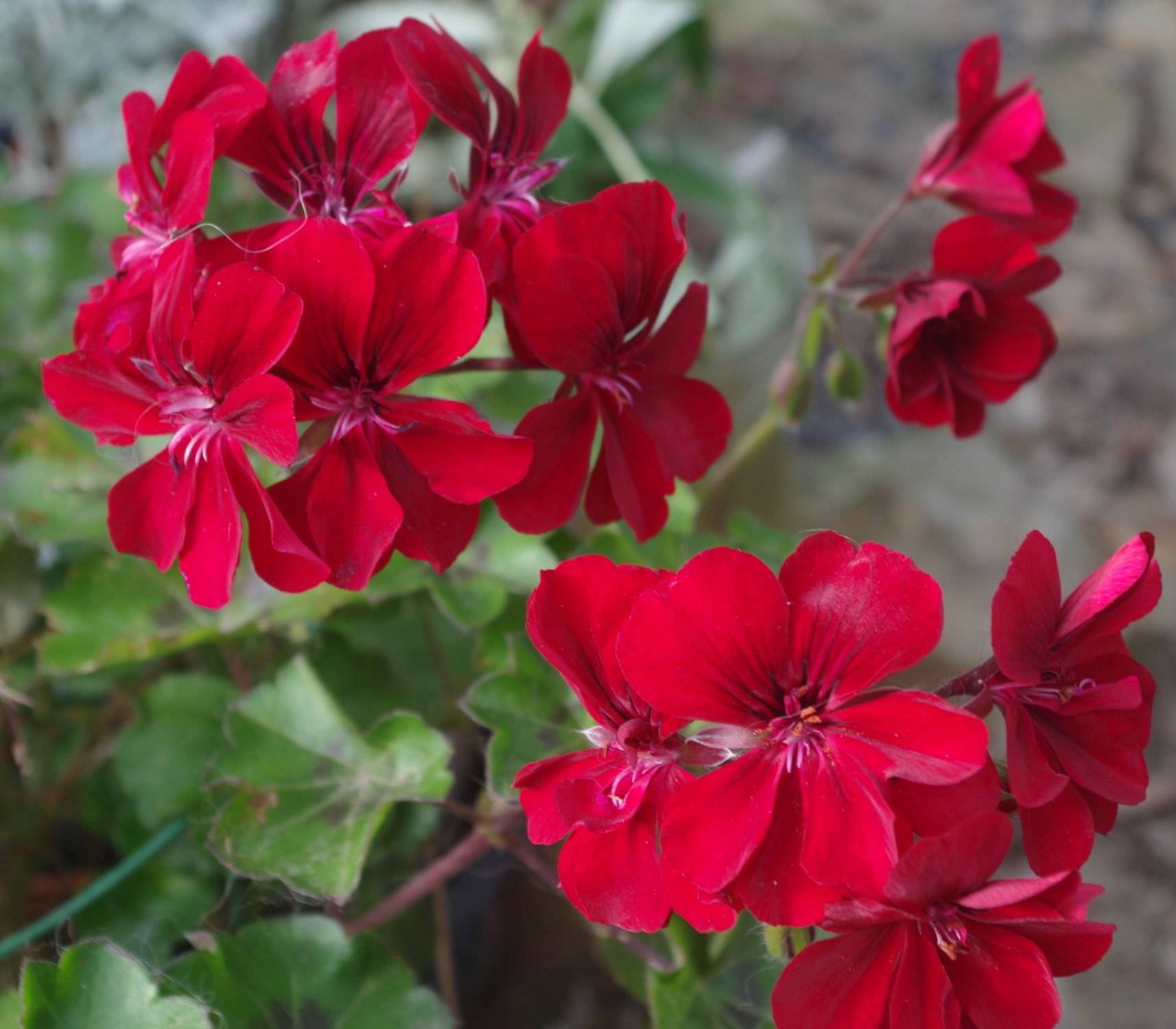 Solve Geraniums jigsaw puzzle online with 120 pieces