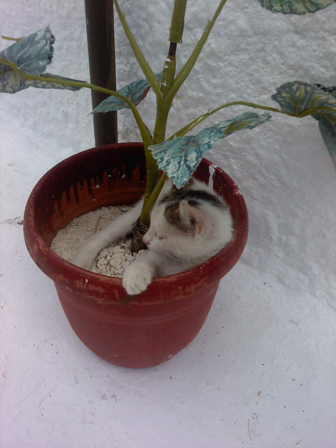 Jigsaw Puzzle | 108 pieces | Cat in a flower pot. | Jigidi