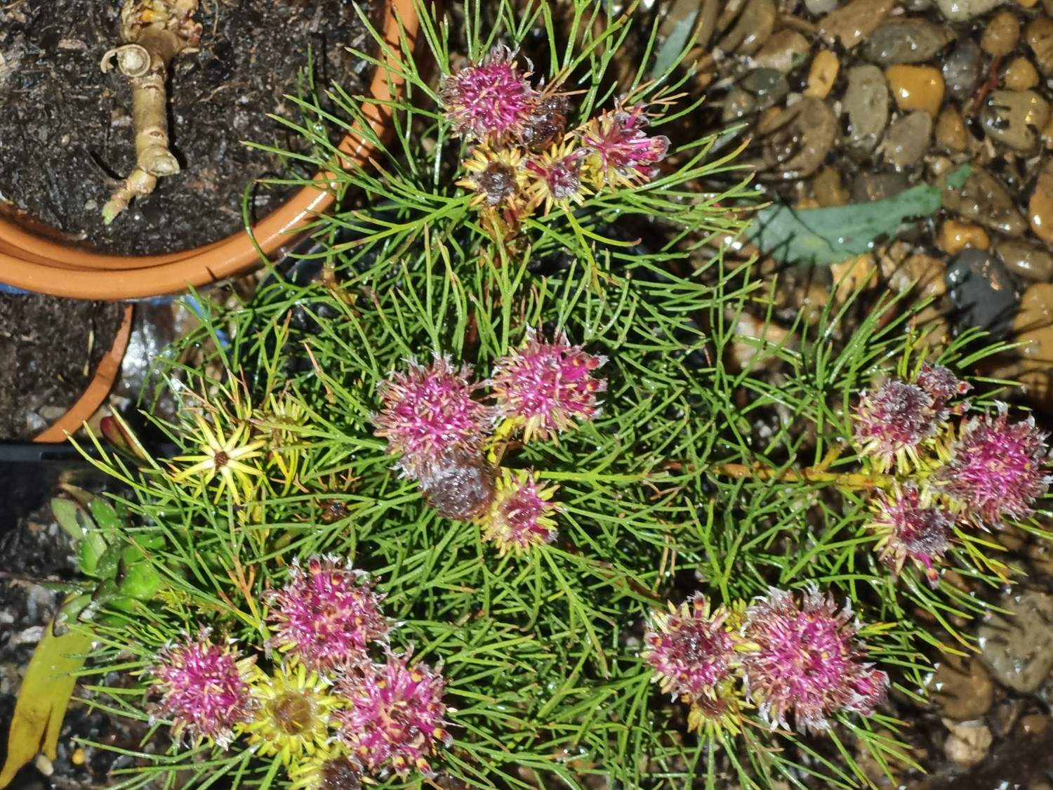 Solve Protea jigsaw puzzle online with 70 pieces