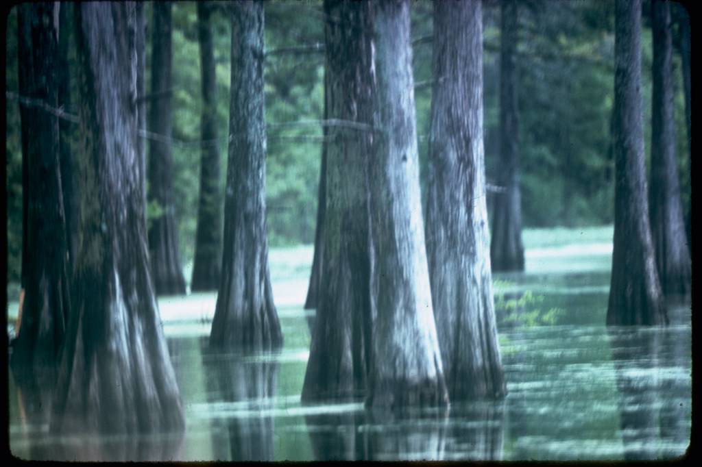 Solve Wetlands jigsaw puzzle online with 260 pieces