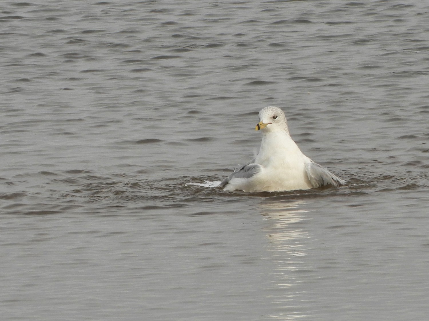 Solve Gull pose 4 jigsaw puzzle online with 20 pieces