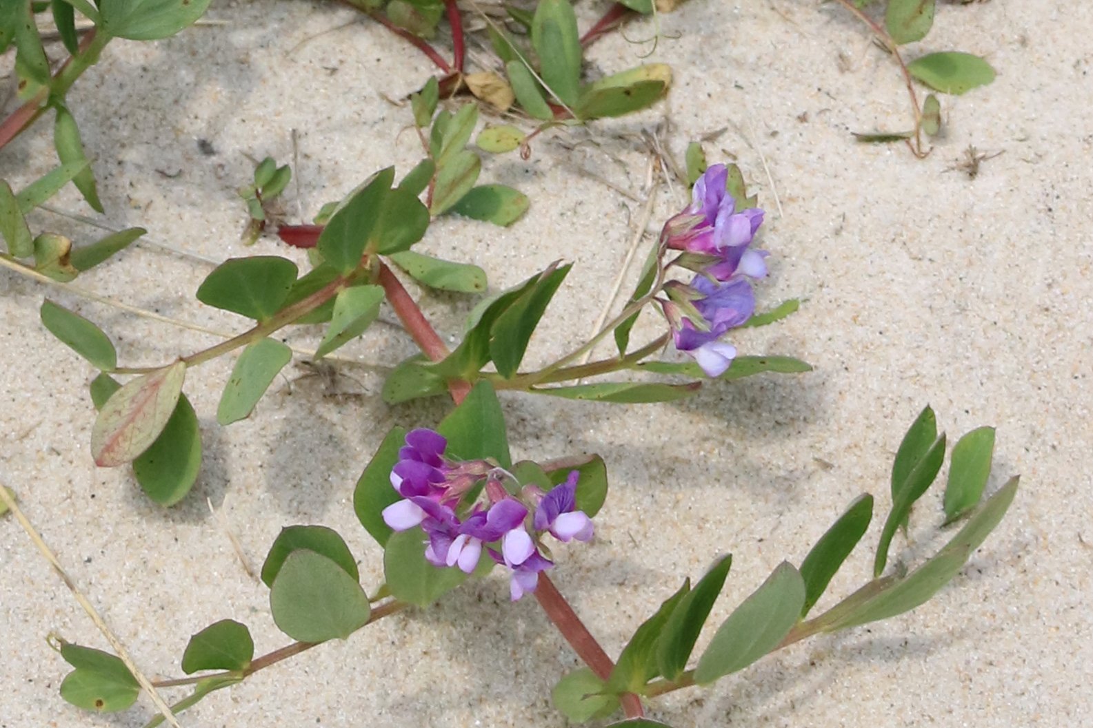 Solve Beach Pea jigsaw puzzle online with 70 pieces