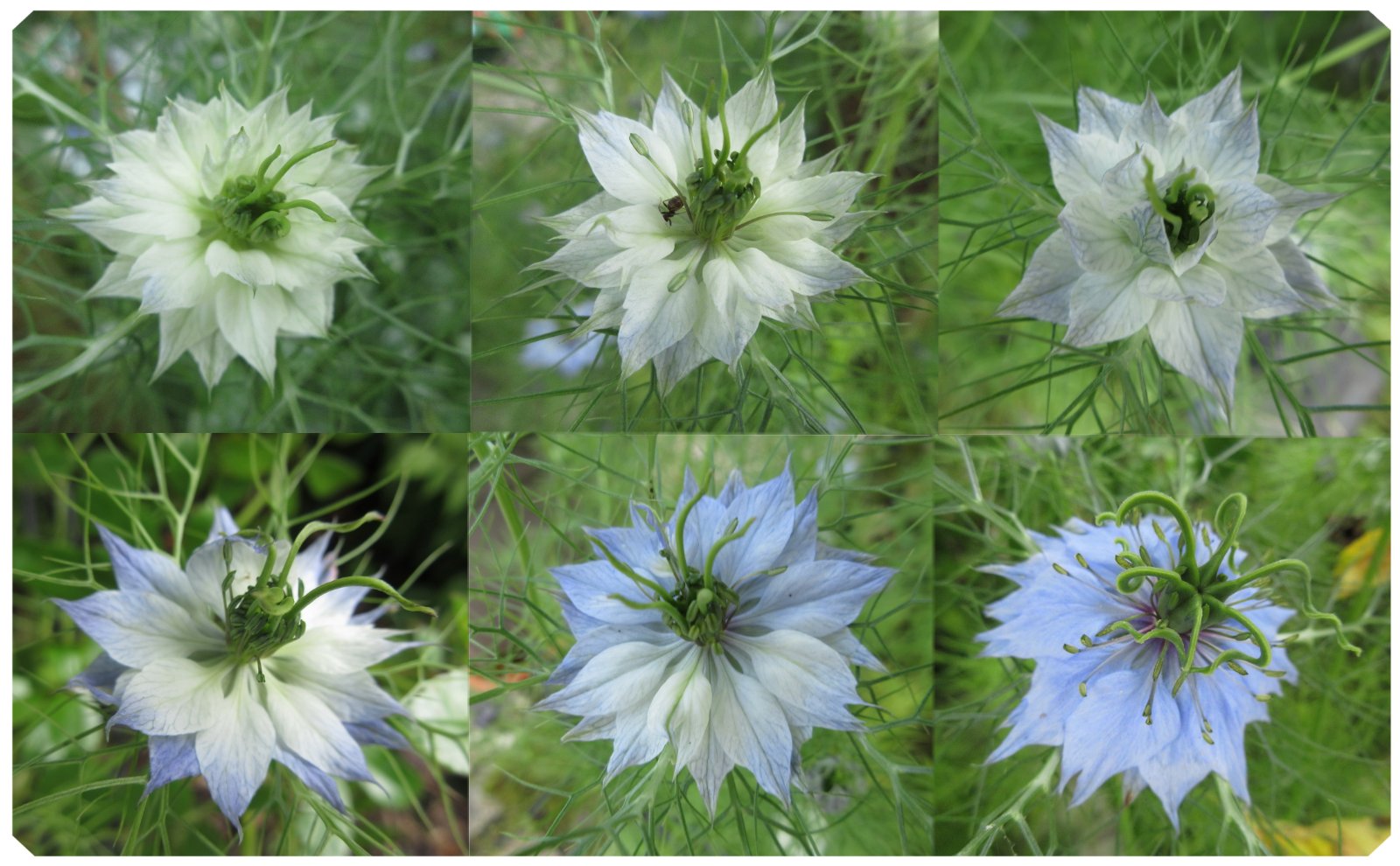 Solve Nigella Varieties jigsaw puzzle online with 40 pieces