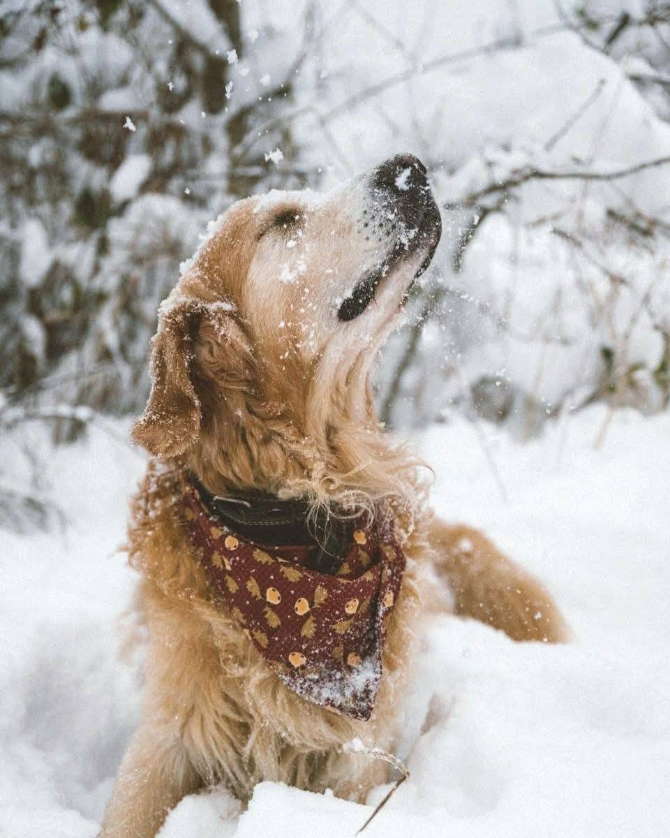 Solve the snow has arrived jigsaw puzzle online with 42 pieces
