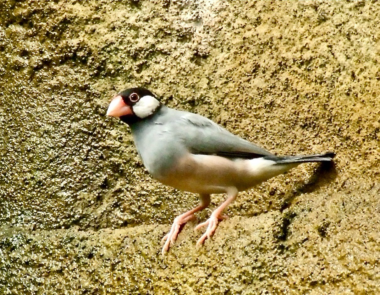Solve Java Sparrow jigsaw puzzle online with 99 pieces