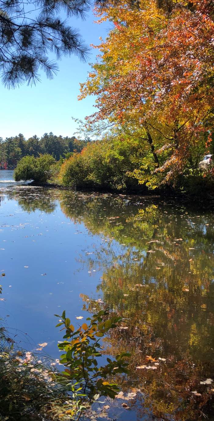 Solve Pretty reflection jigsaw puzzle online with 66 pieces