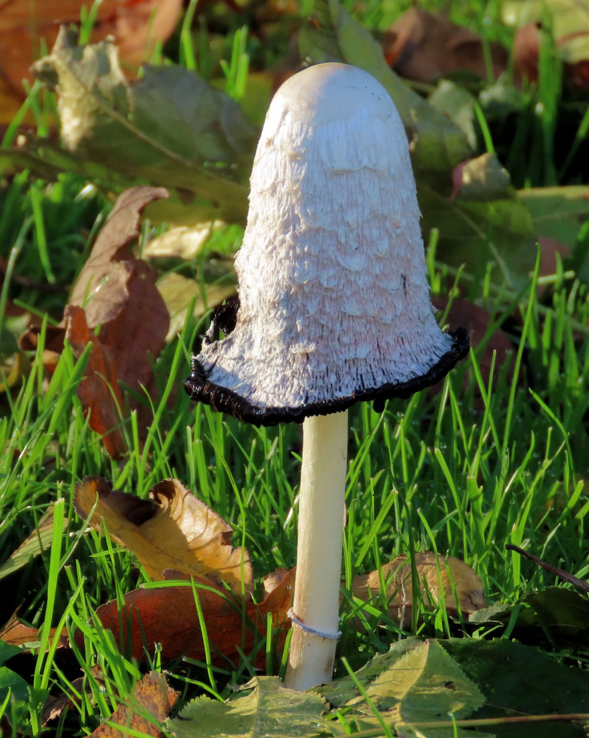 Solve shaggy ink cap (geschubde inktzwam) jigsaw puzzle online with 63 ...