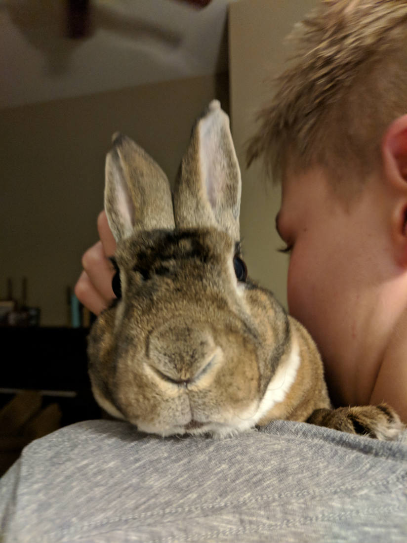 Solve Gary..the Rabbit jigsaw puzzle online with 88 pieces