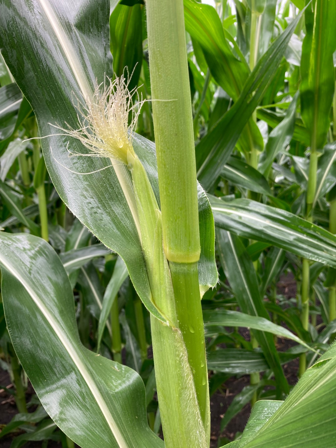 Solve Iowa Corn Field jigsaw puzzle online with 300 pieces