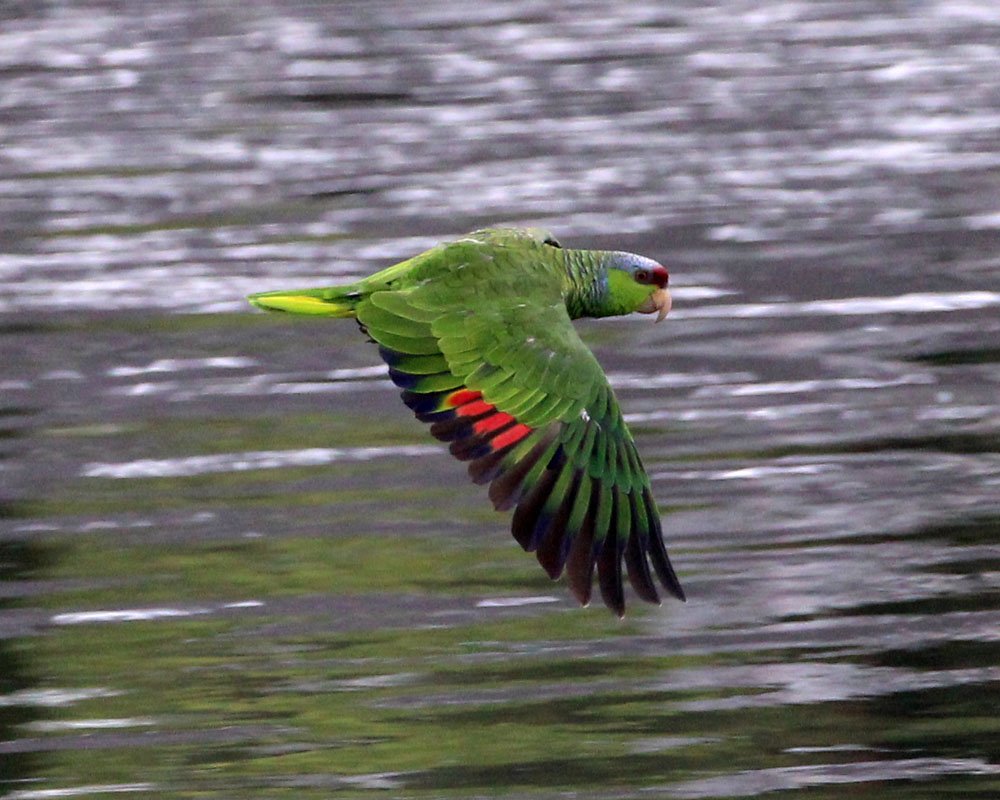Solve Lilac-crowned Amazon Parrot, Lake San Marcos, San Marcos ...