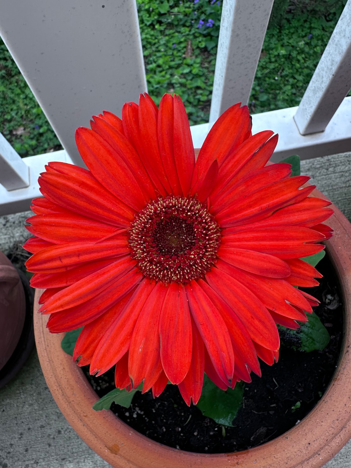 Solve Red Daisey jigsaw puzzle online with 221 pieces