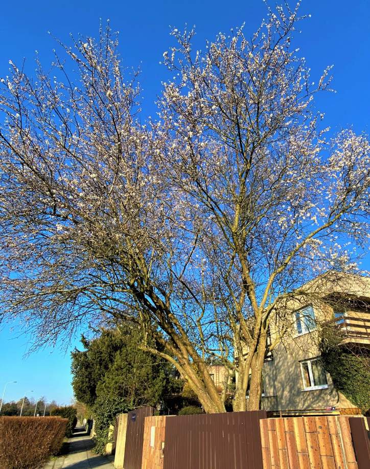 Solve Jaro - Spring jigsaw puzzle online with 12 pieces