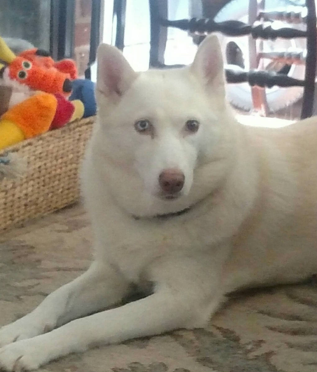 Solve Flurry w toys jigsaw puzzle online with 143 pieces