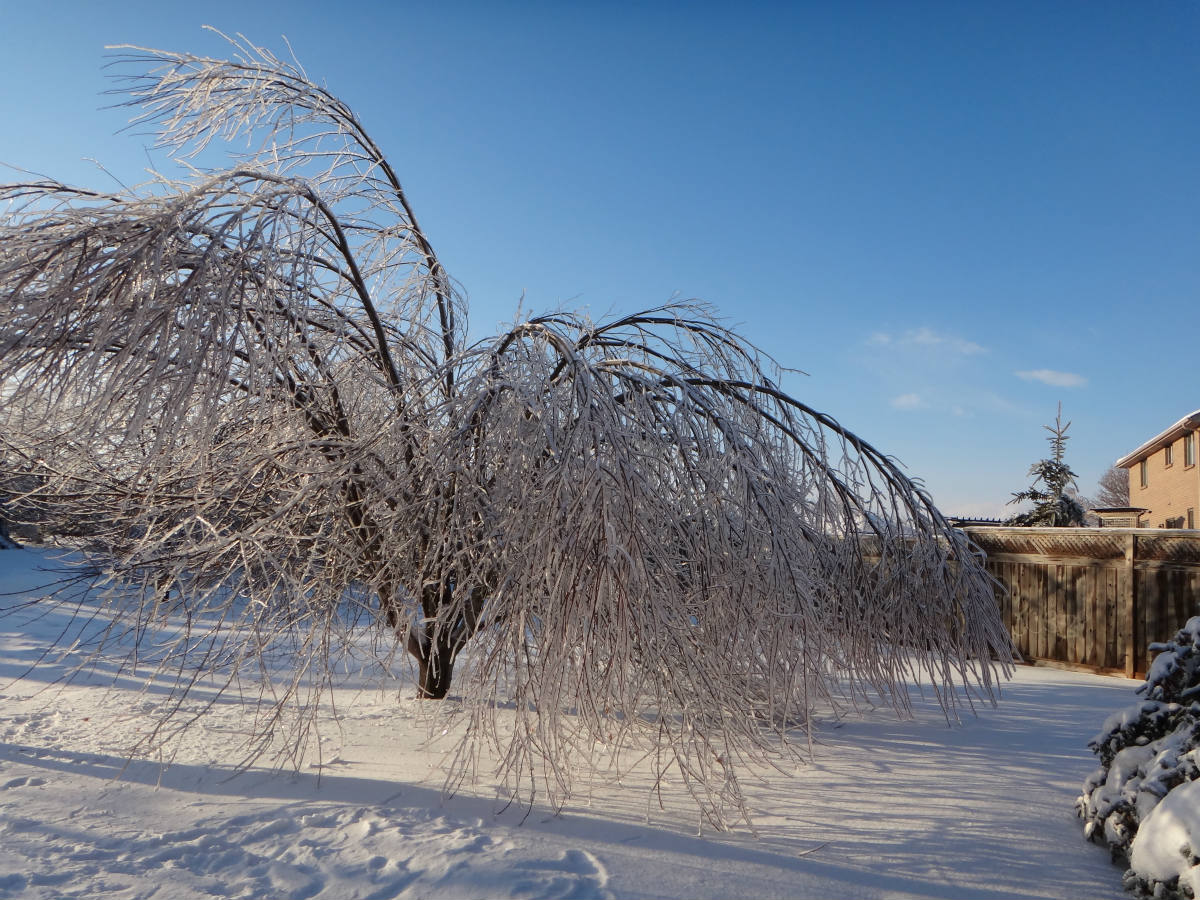 Solve Ice Storm, Kingston, Ontario. jigsaw puzzle online with 48 pieces