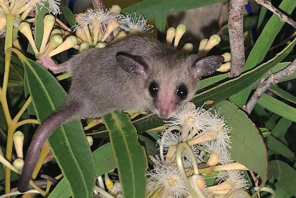 Solve Australian Native Pygmy Possum jigsaw puzzle online with 70 pieces