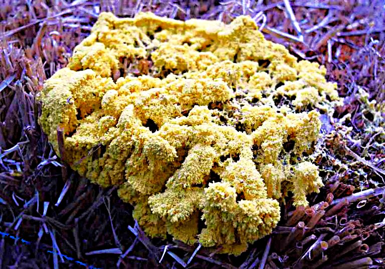 Solve WEIRD AND WONDERFUL SLIME MOLD COMOX VALLEY - 4 OF 4 jigsaw ...