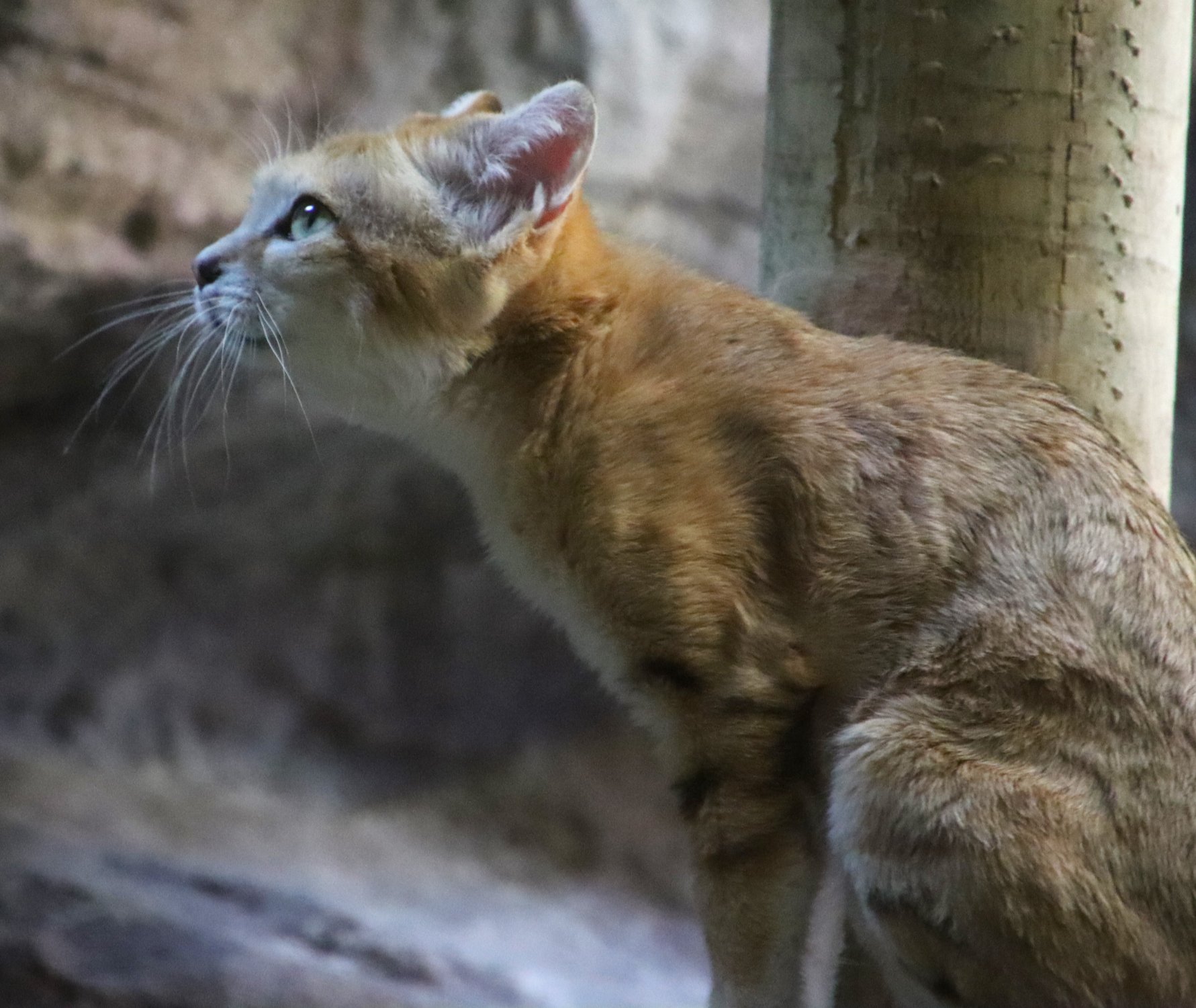 Solve Sand Cat jigsaw puzzle online with 99 pieces