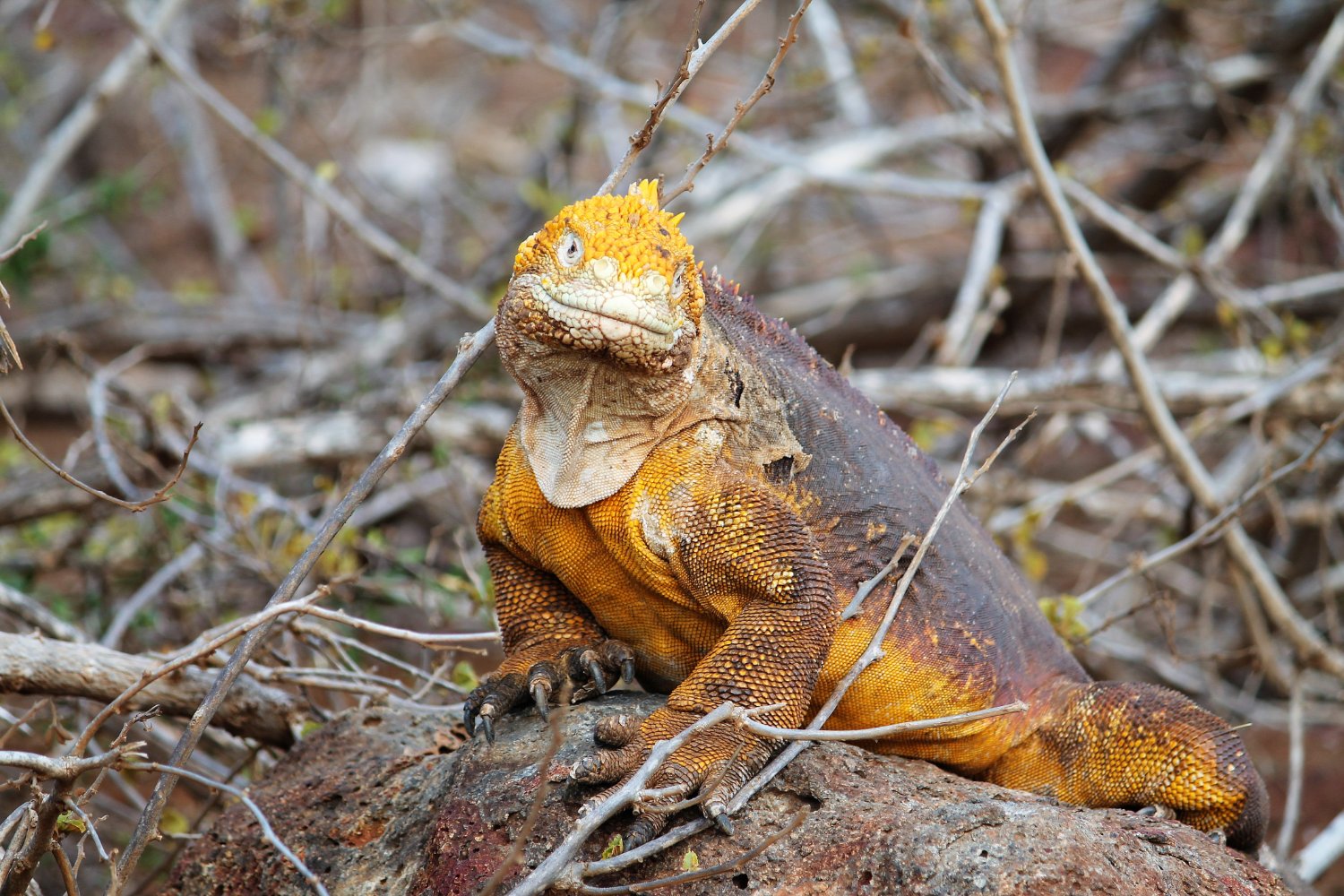 Solve 2017 - Galapagos Islands - Ecuador - South America jigsaw puzzle ...