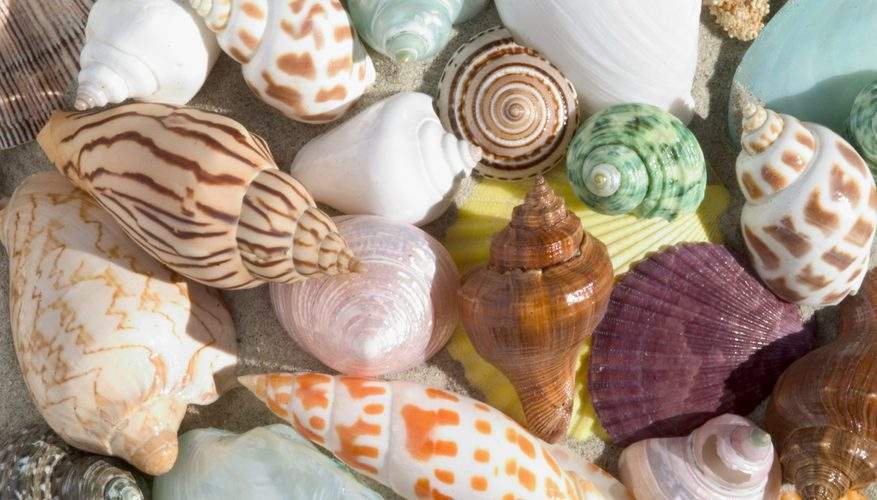 Solve Shells of Color jigsaw puzzle online with 112 pieces