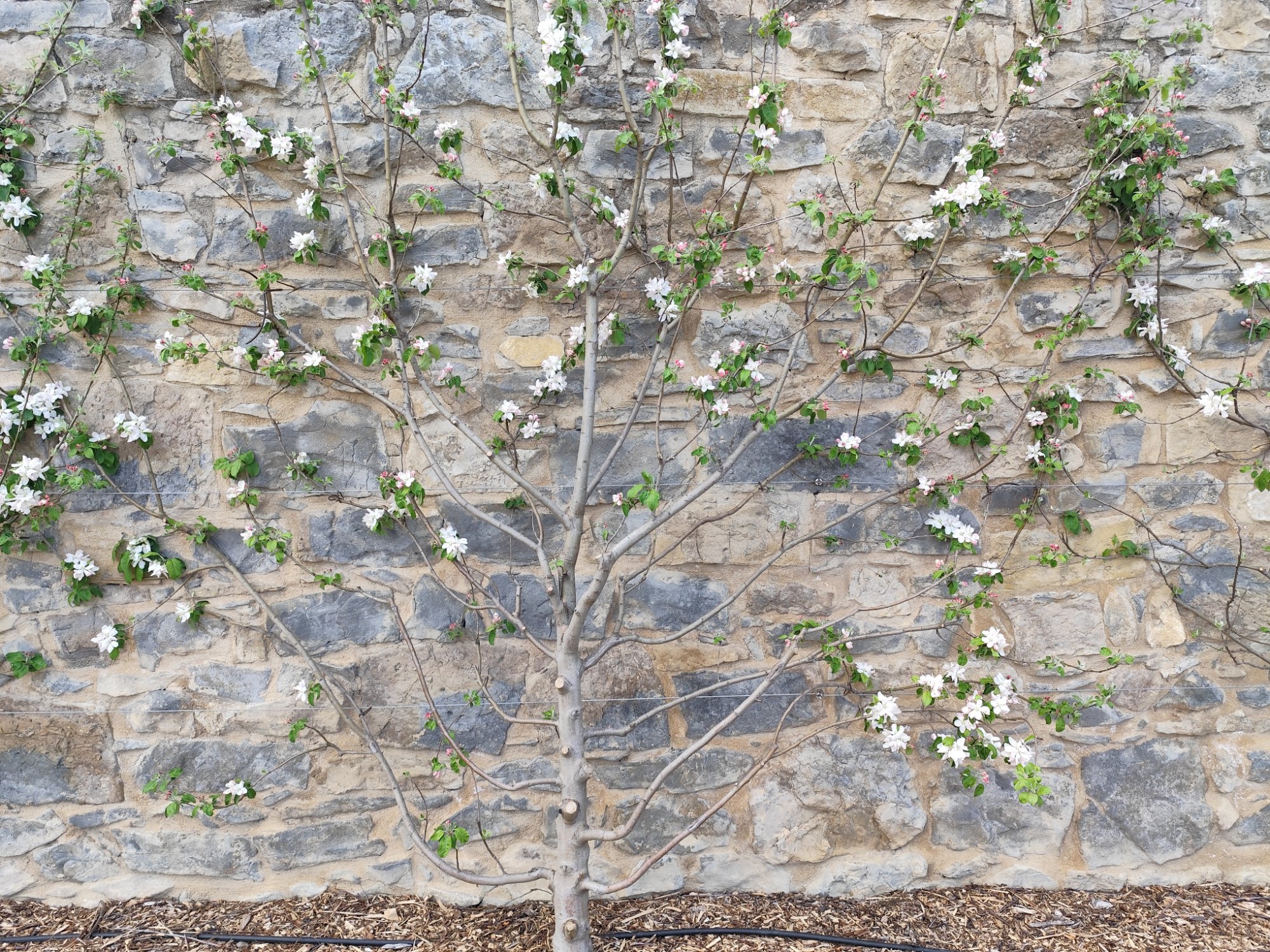 Solve Primavera jigsaw puzzle online with 154 pieces