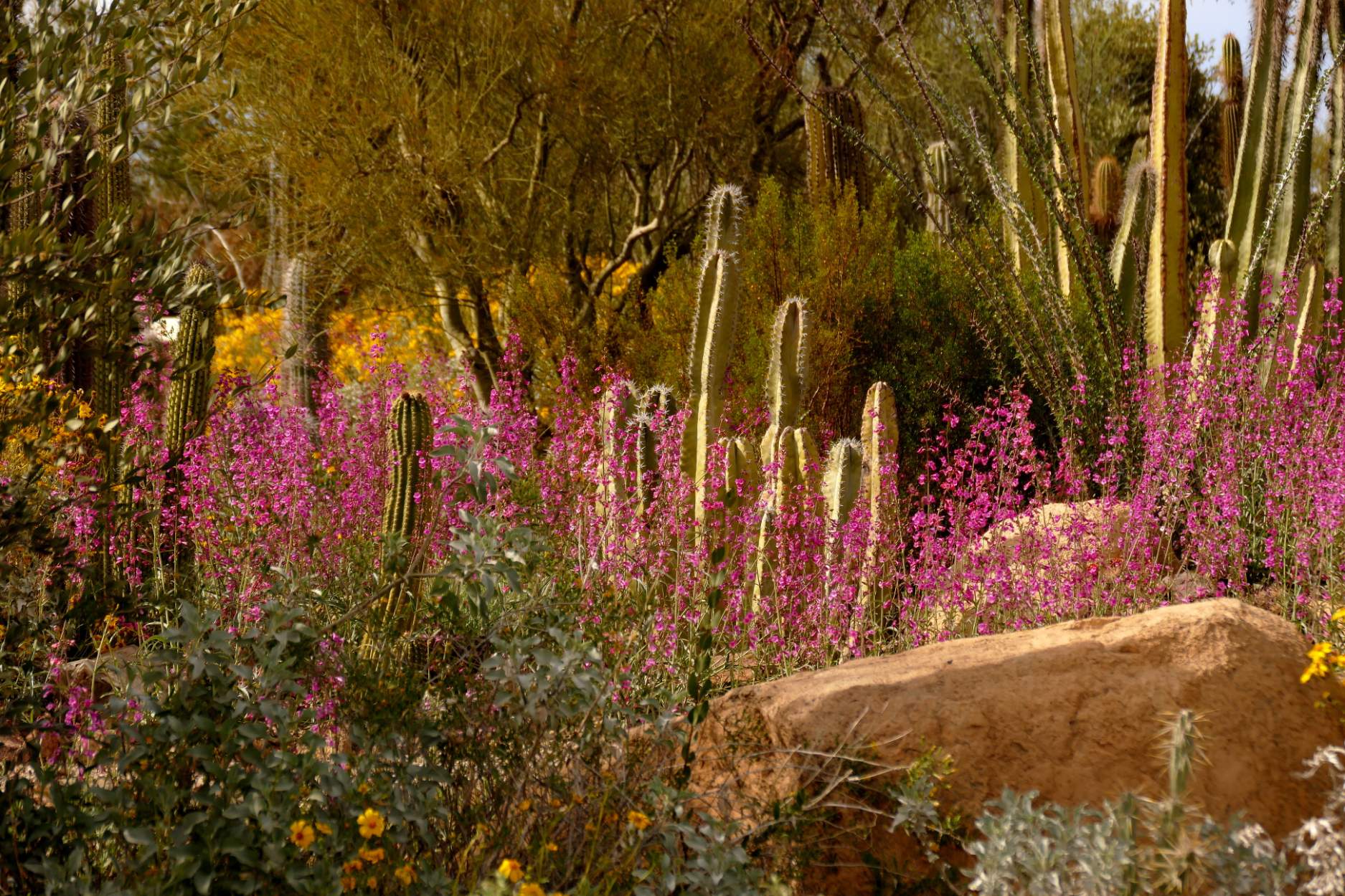 Solve Sonoran Desert jigsaw puzzle online with 150 pieces