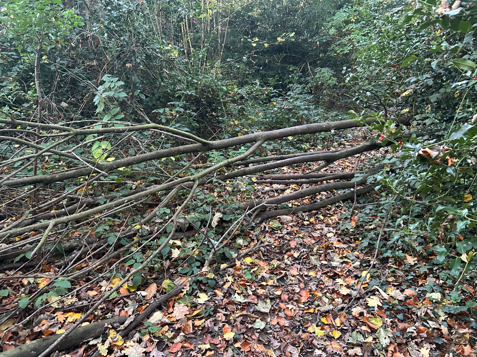 Solve Fallen Trees jigsaw puzzle online with 48 pieces