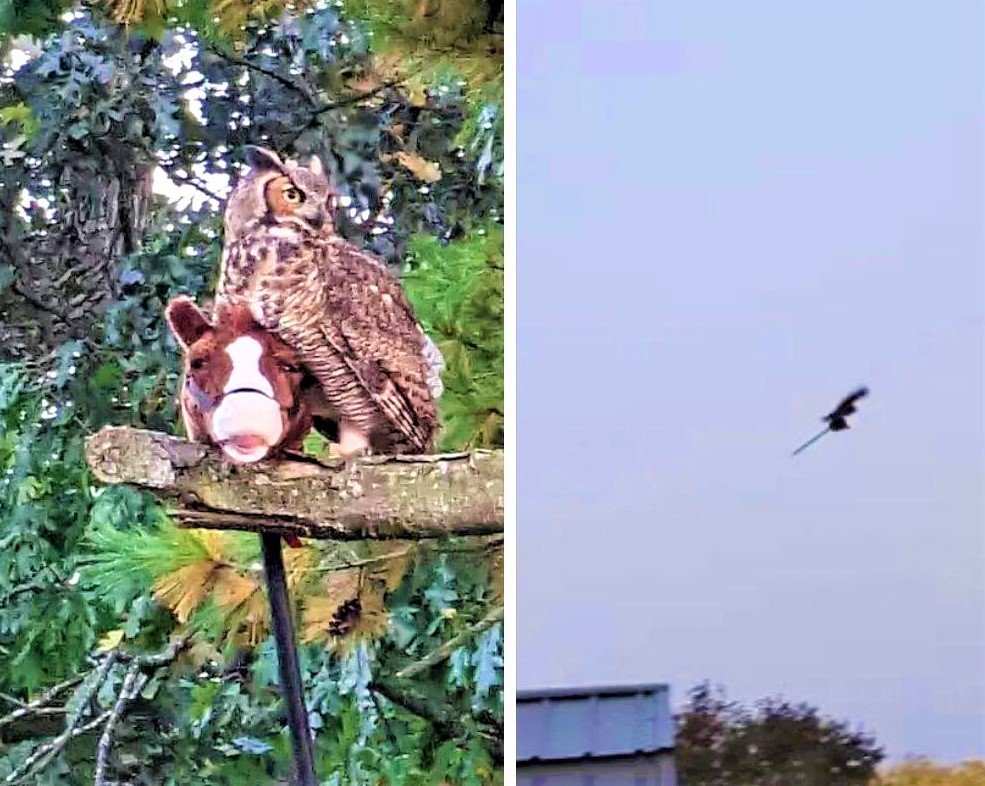 Solve This owl captured a child's hobby horse and carries it around the ...