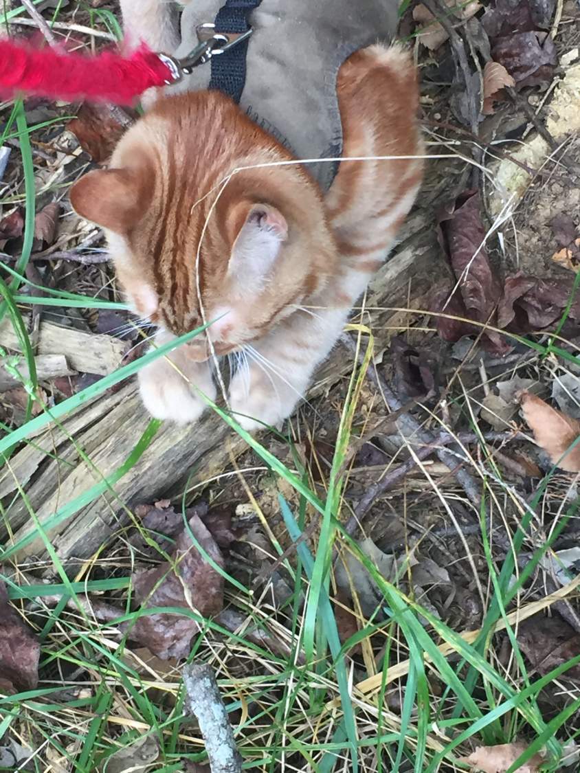 Solve Oh boy an outdoor scratching post for me! jigsaw puzzle online ...