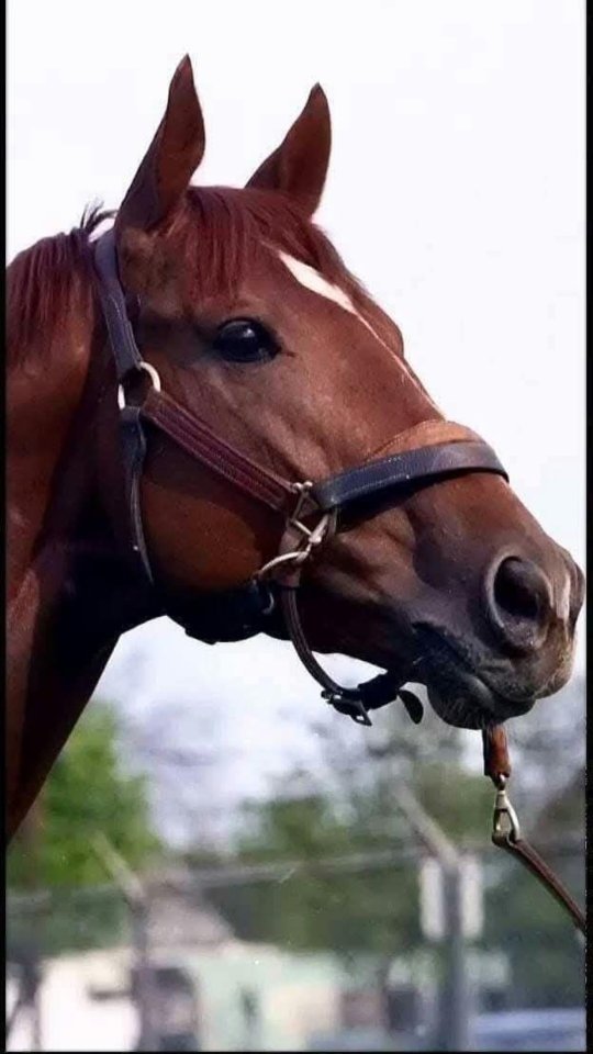 Solve “ Secretariat aka Big Red” jigsaw puzzle online with 66 pieces