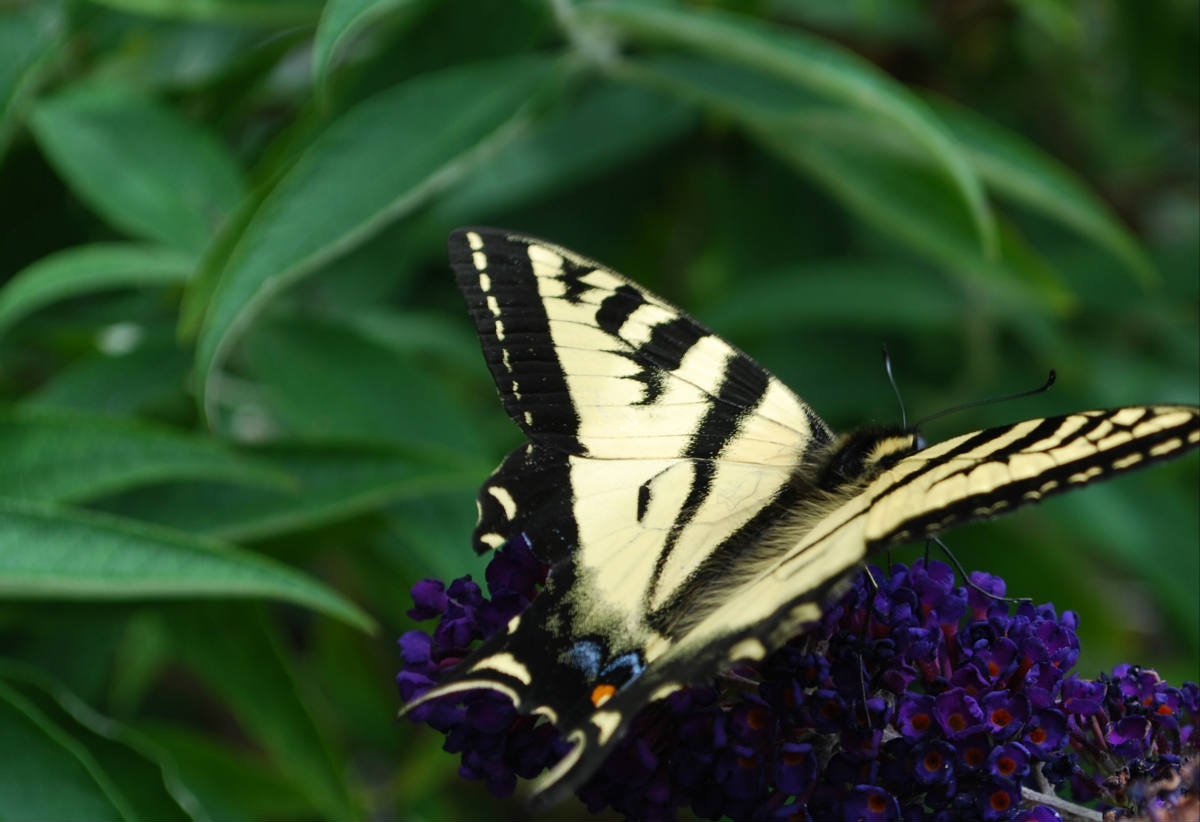 Solve Oregon's state insect, Tiger swallowtail butterfly jigsaw puzzle ...