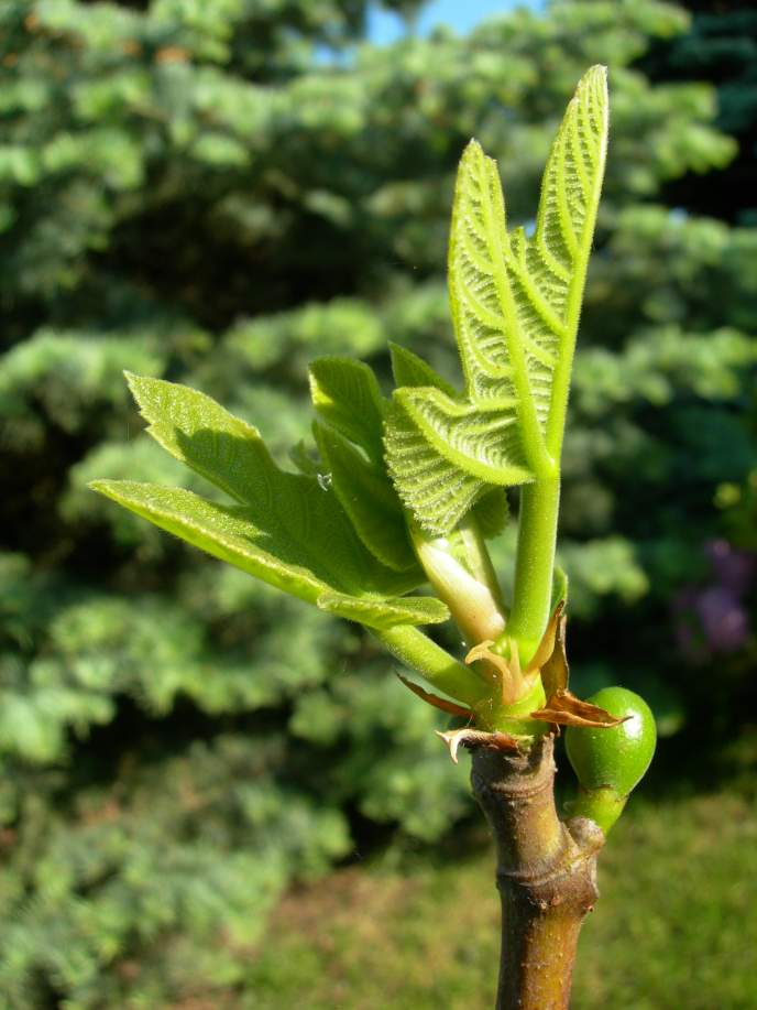 Solve PRVNÍ FÍK jigsaw puzzle online with 12 pieces