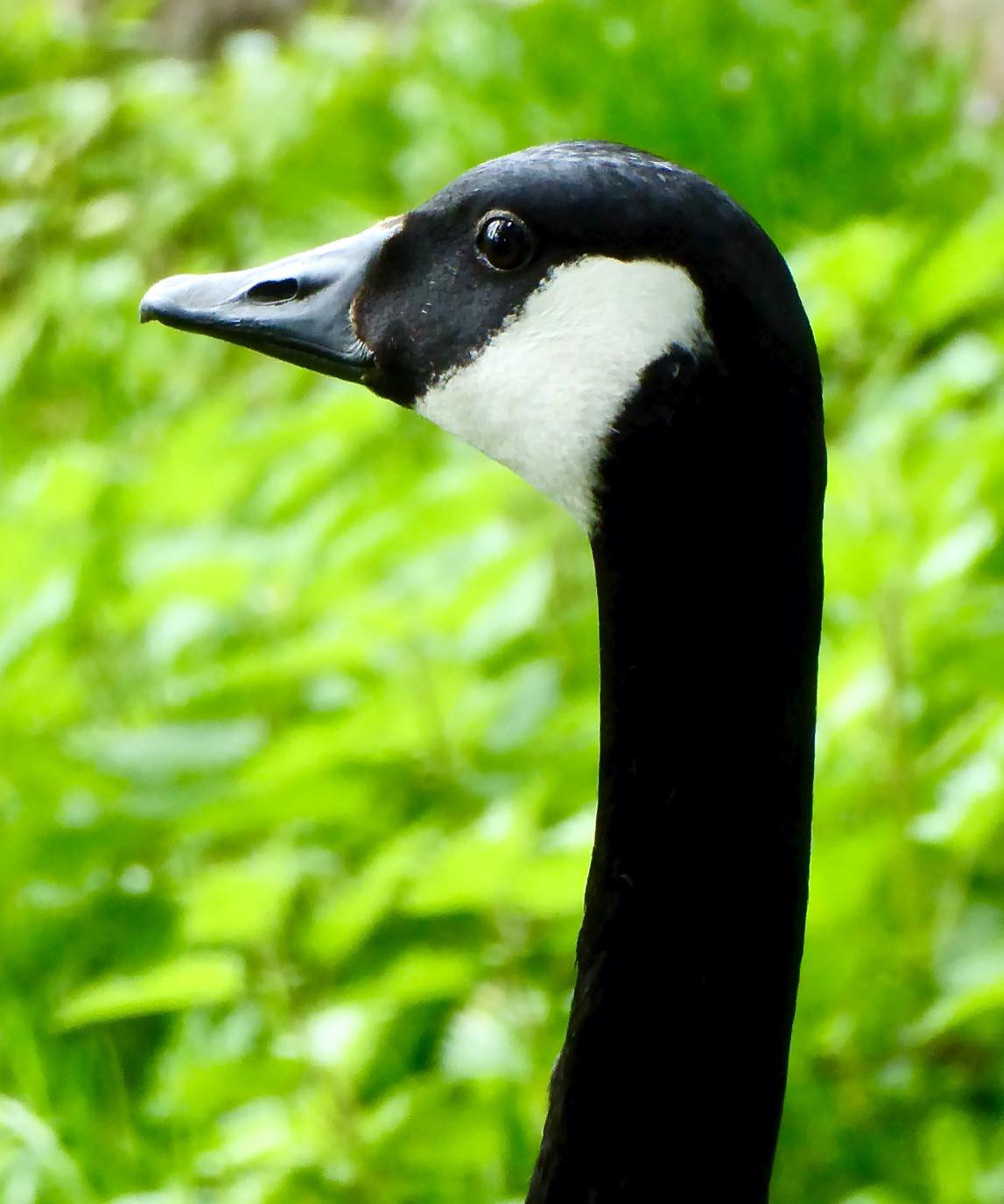 Jigsaw Puzzle | Canada Goose | 99 pieces | Jigidi