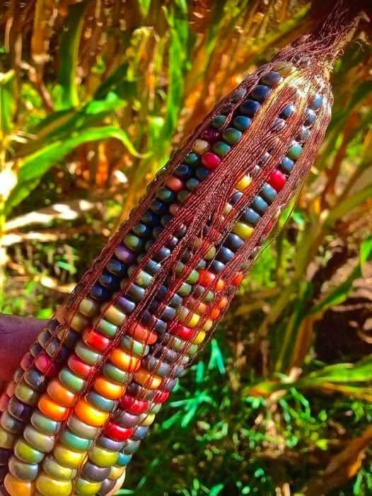 Solve Corn jigsaw puzzle online with 63 pieces
