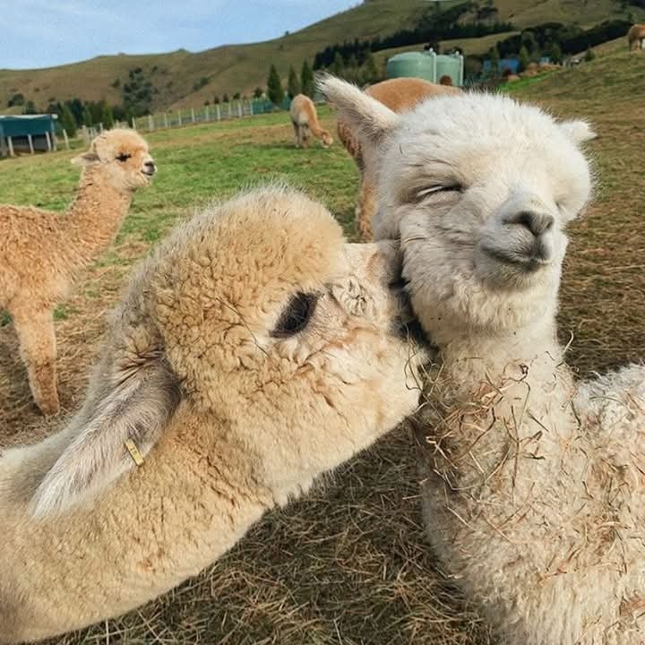 Solve An alpaca secret jigsaw puzzle online with 16 pieces