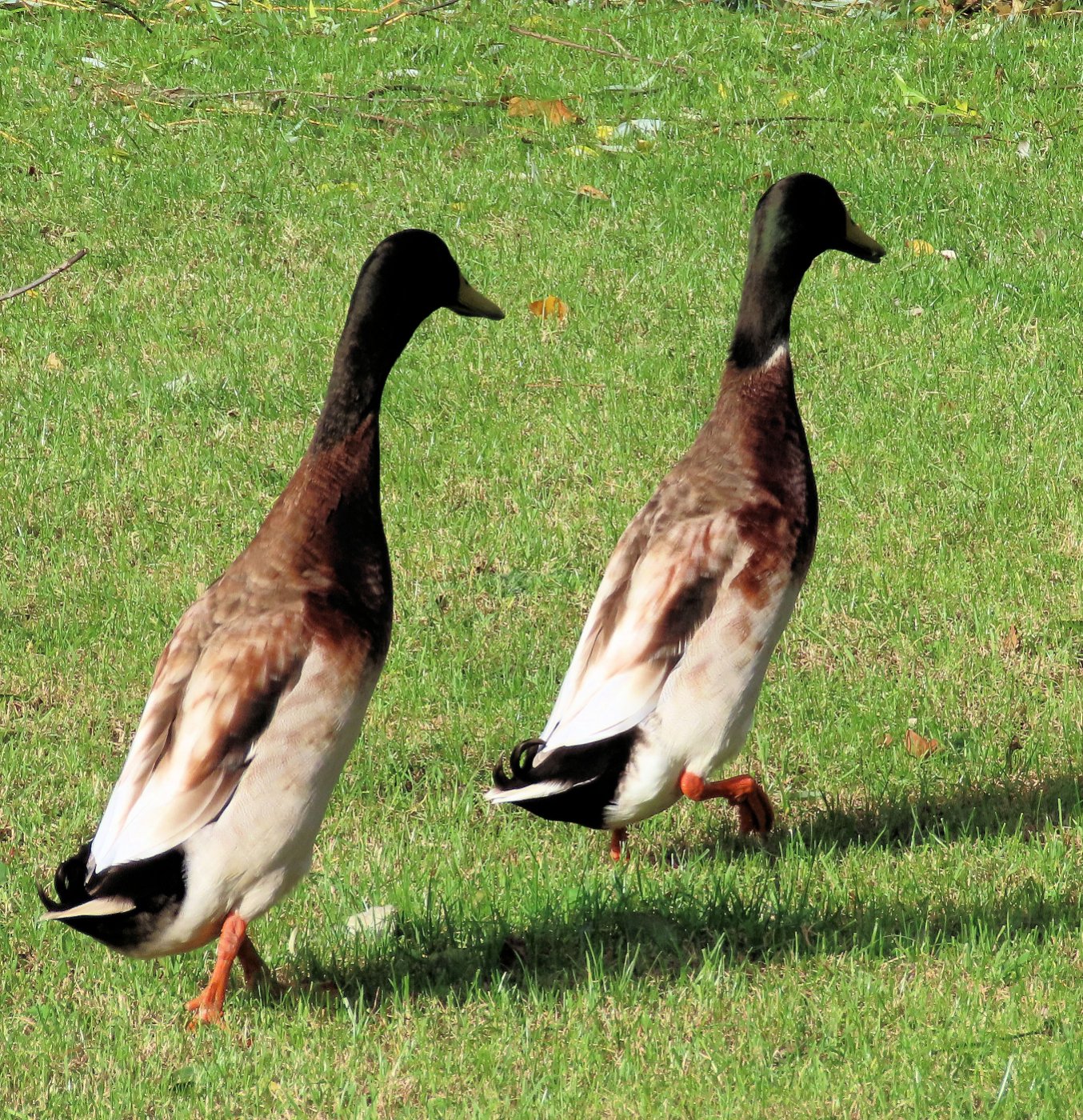 Solve Indian runner ducks (loopeendjes) jigsaw puzzle online with 49 pieces