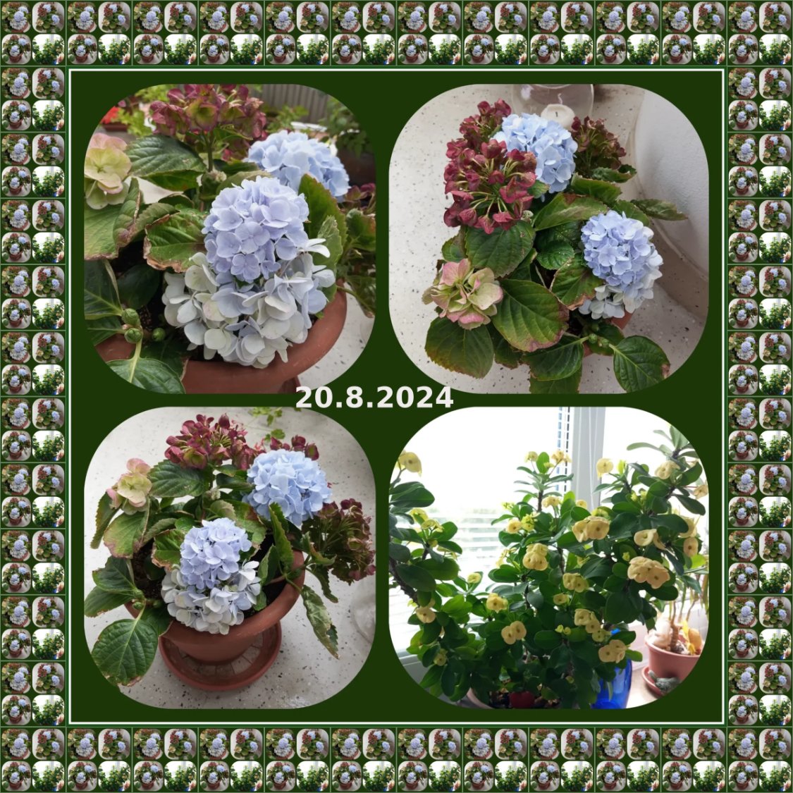 Solve Hortenzie a trnová koruna v plném květu / Hydrangea and crown of thorns in full bloom ...