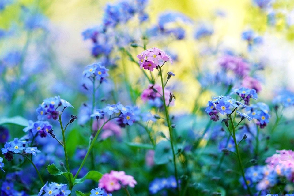 Solve Forget-me-not flowers jigsaw puzzle online with 15 pieces