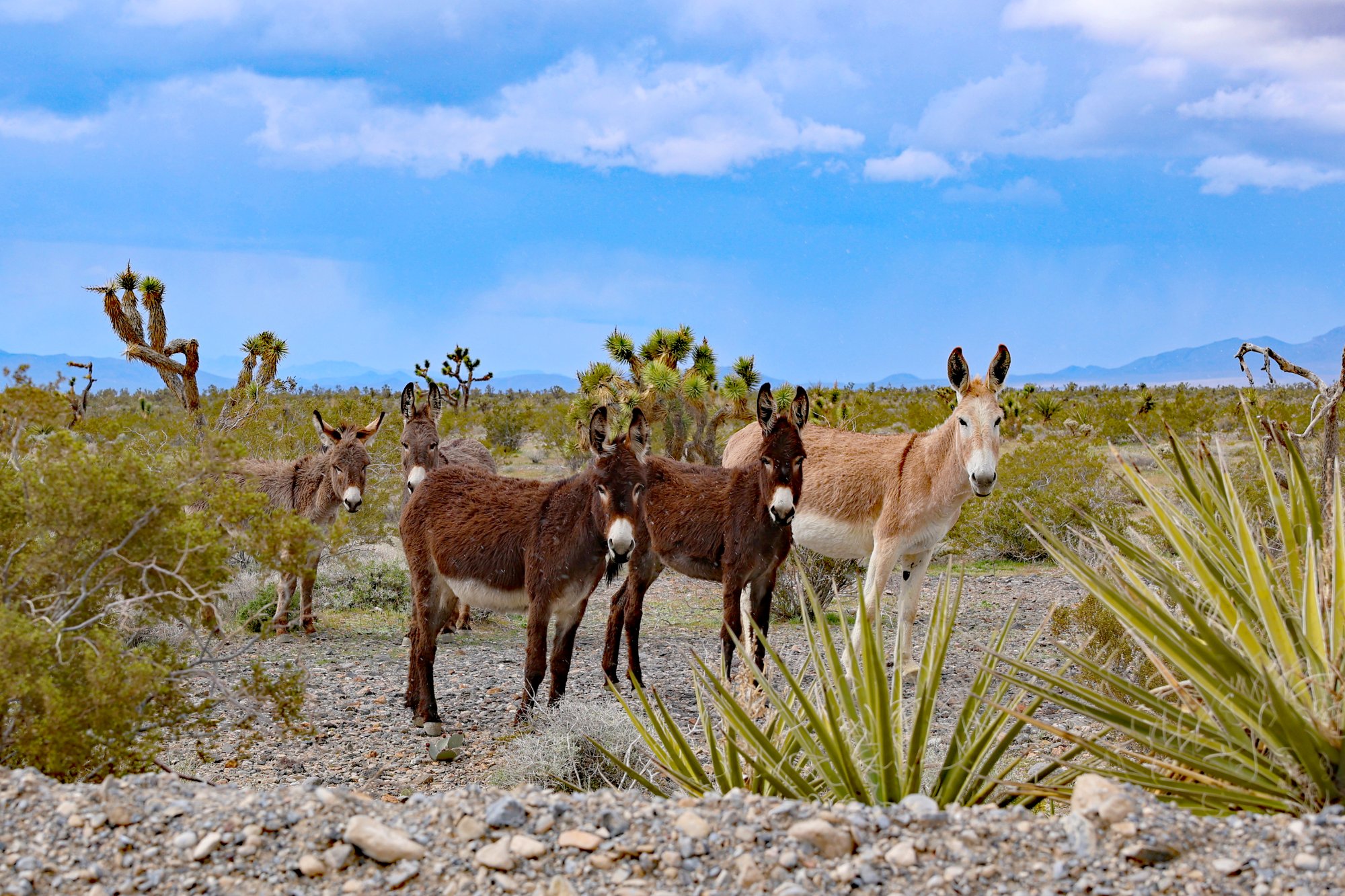 Solve Charleston Road 3 burros jigsaw puzzle online with 77 pieces