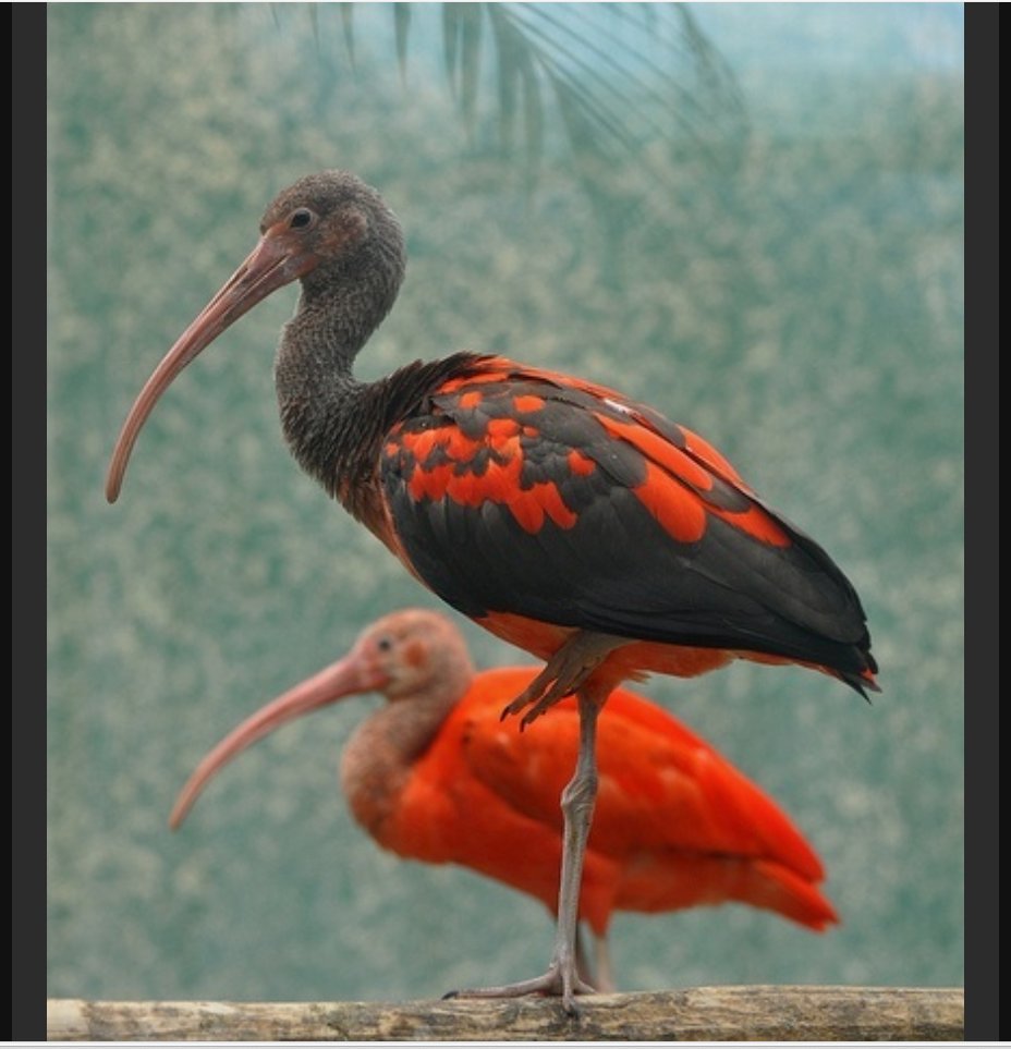 Solve Scarlet Ibis -- Female (Front) & Male (Back). The Scarlet Ibis Is ...