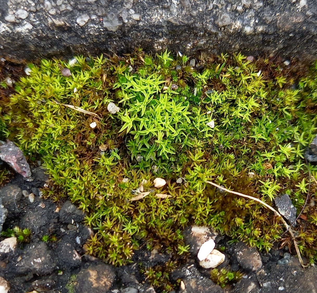 Solve Urban Biodiversity jigsaw puzzle online with 25 pieces