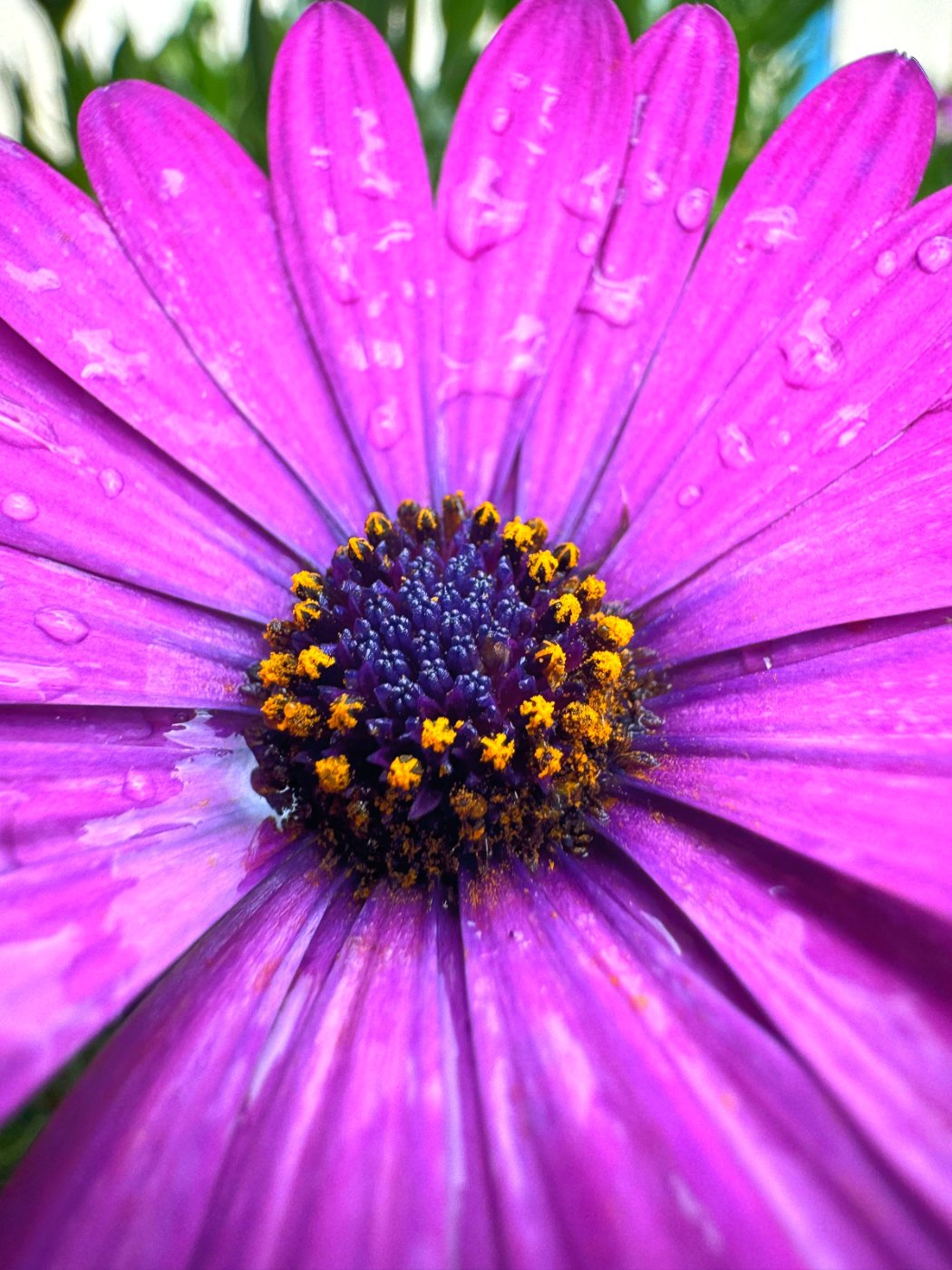 Solve flower jigsaw puzzle online with 35 pieces