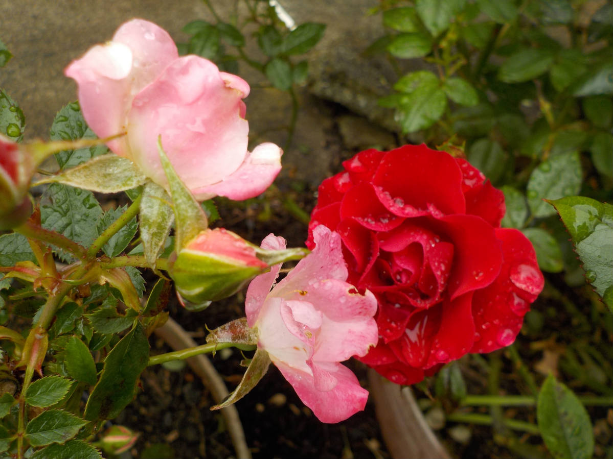 Solve Mini roses 'Little Artist' and 'Ruby Ruby' jigsaw puzzle online ...