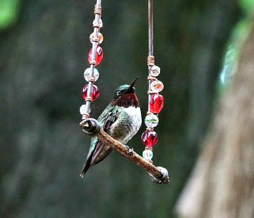 Solve Hummingbird Swing jigsaw puzzle online with 12 pieces