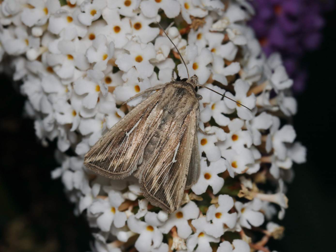 Solve L-album Wainscot - Mythimna l-album (Witte L-uil) jigsaw puzzle ...