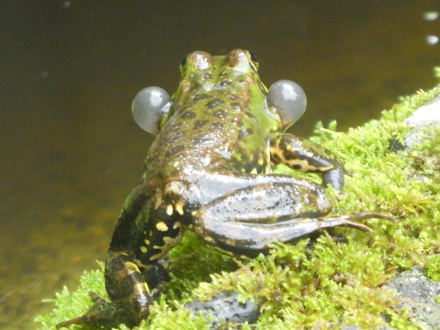 Solve Croaking Frog jigsaw puzzle online with 99 pieces