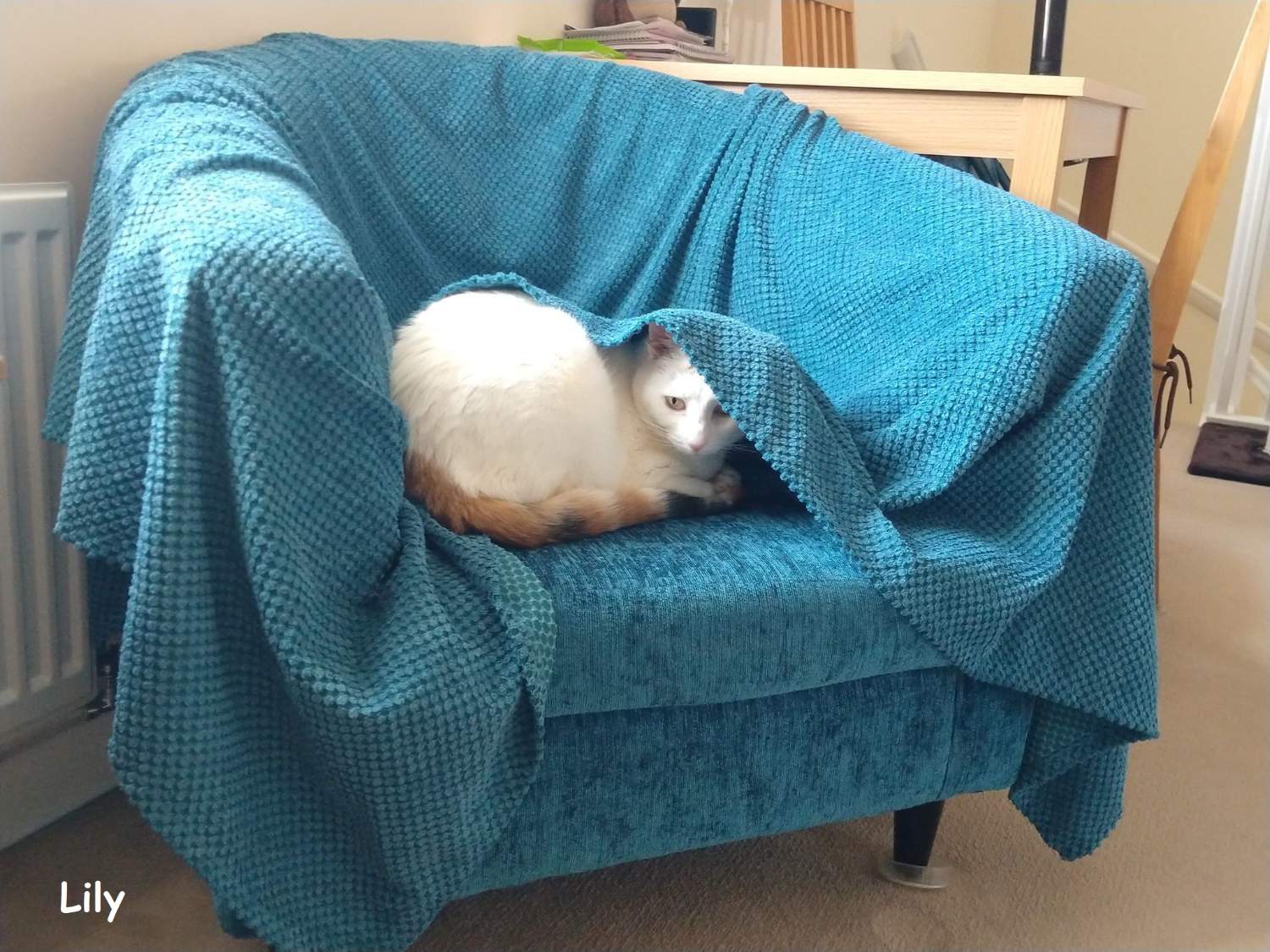 Solve Remembering Lily 0528 - Attempt to hide is only half successful jigsaw puzzle online with ...