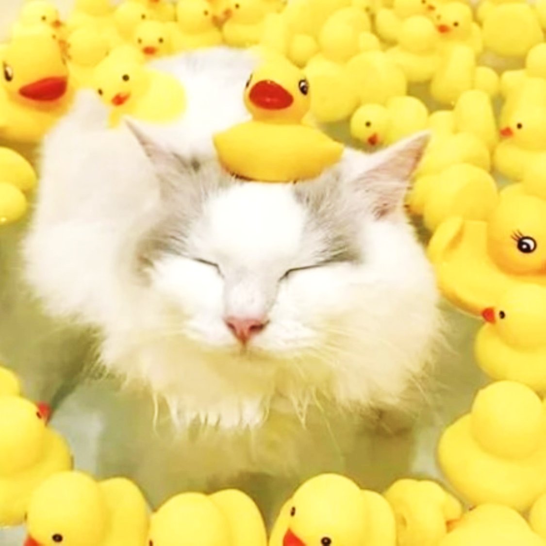 Solve So Sweet ... jigsaw puzzle online with 25 pieces