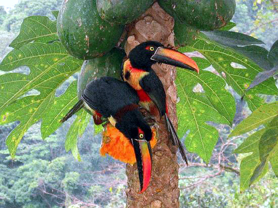 Solve Firey Billed Aricarion papaya tree - Costa Rica jigsaw puzzle ...