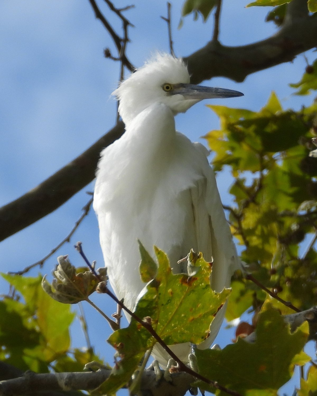 Solve Juvenile(?) snowy egret jigsaw puzzle online with 195 pieces